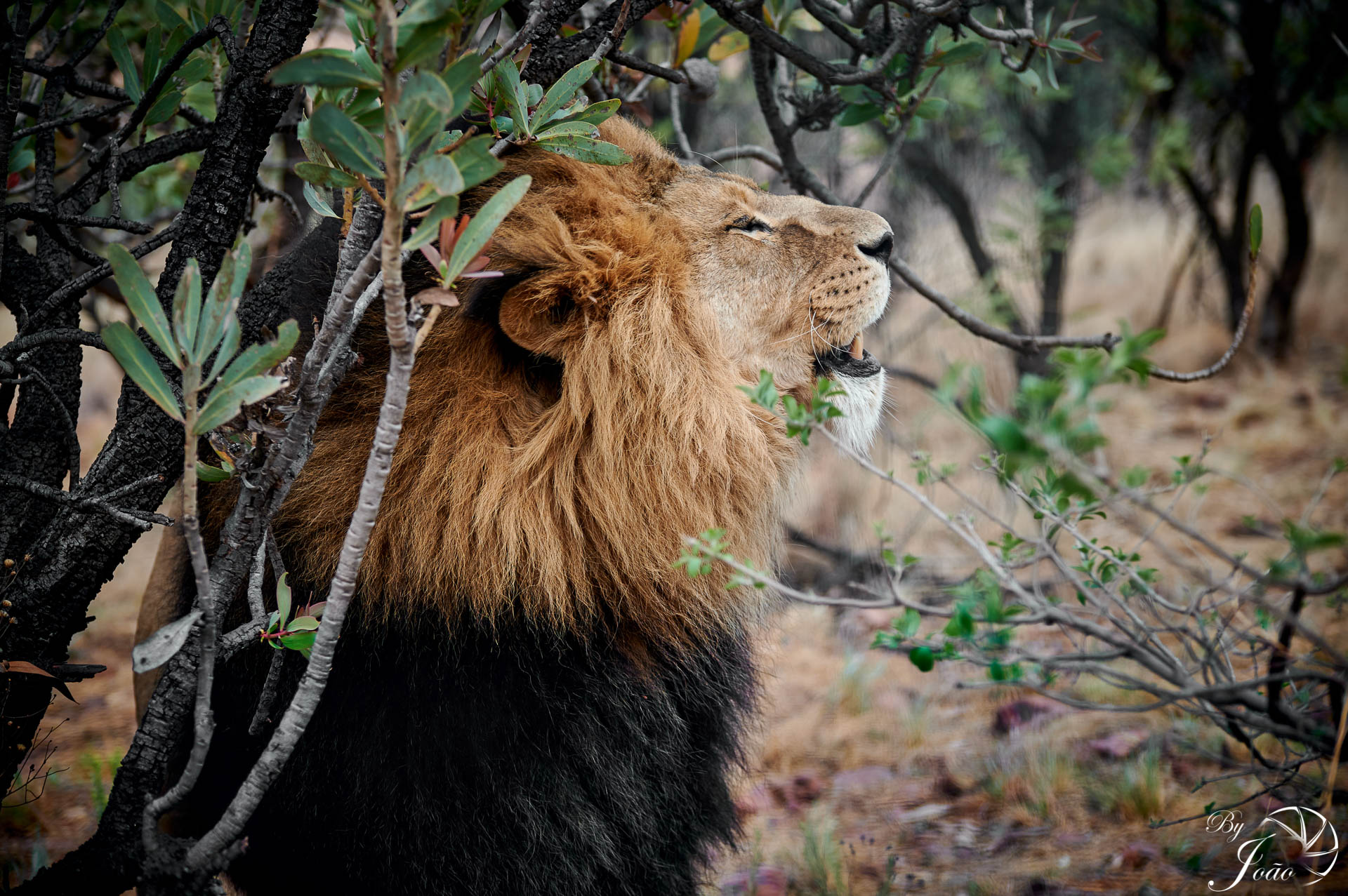 A Second Chance - Photography By Joao