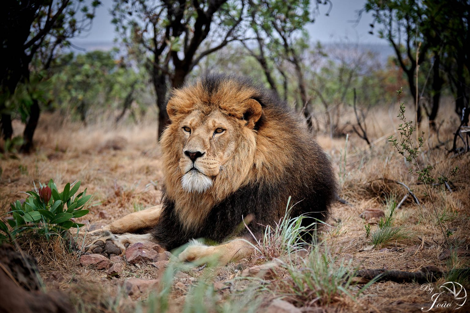 A Second Chance - Photography By Joao